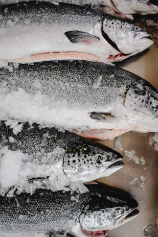 Frozen Seafood - Poulsea eStore