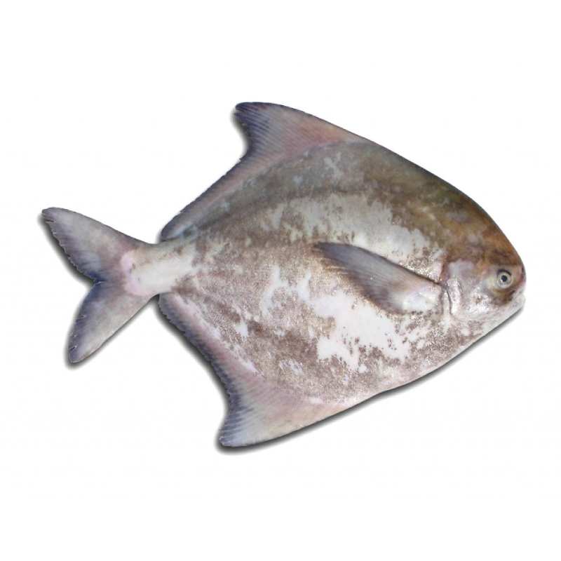 Pomfret Chinese - Poulsea eStore